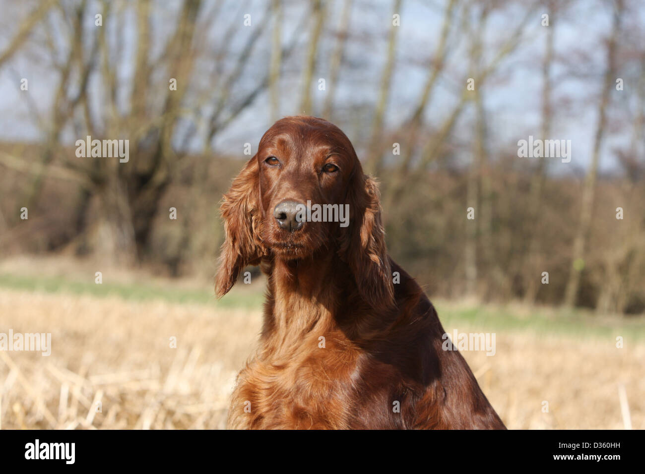 Dog Irish Setter / Red Setter adult portrait Stock Photo - Alamy