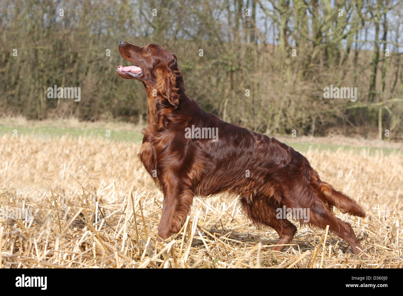 Dog Irish Setter / Red Setter adult standing profile in a field Stock ...
