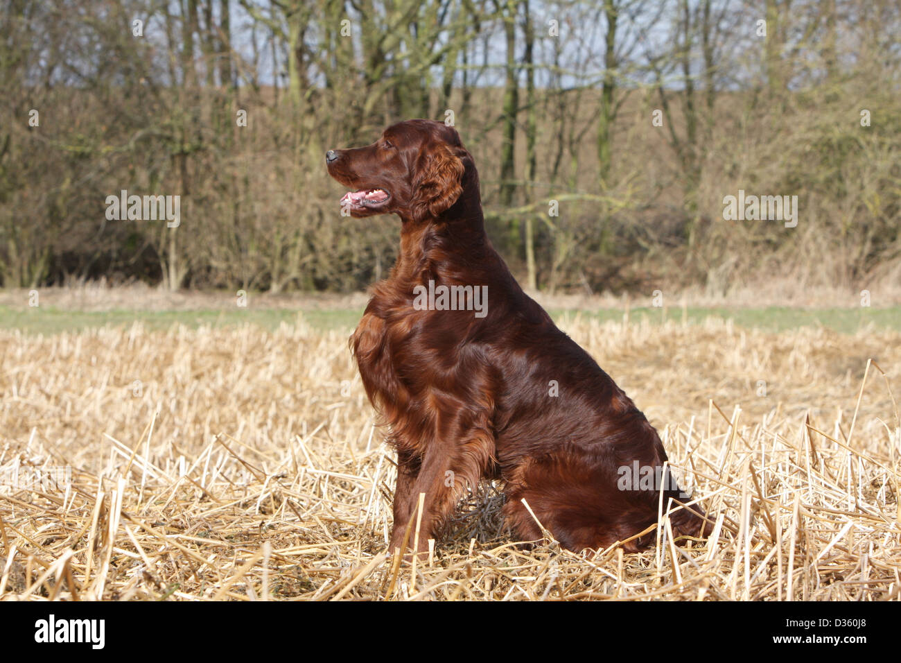 A irish setter hi-res stock photography and images - Alamy