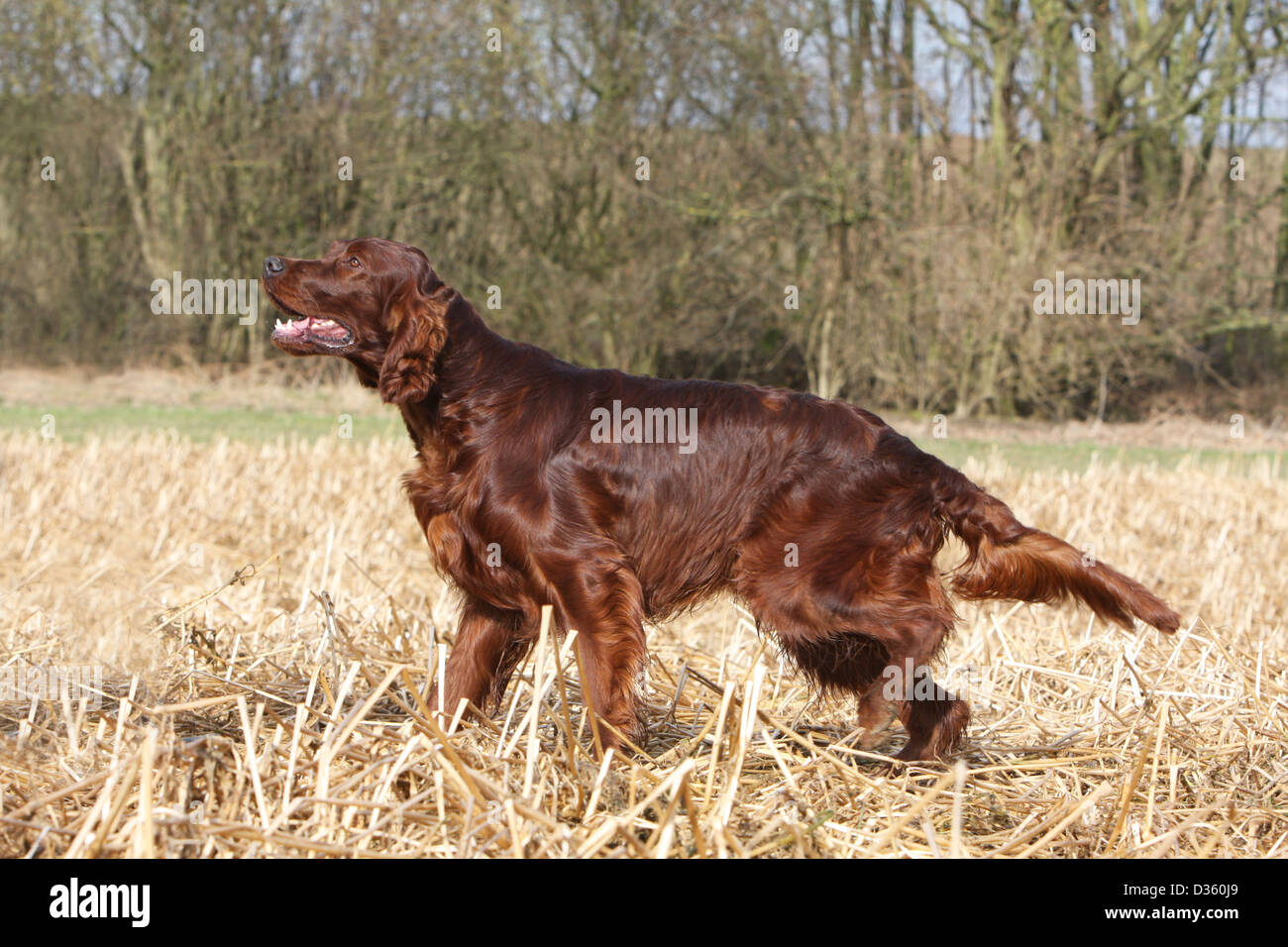 Dog Irish Setter / Red Setter adult standing profile in a field Stock ...