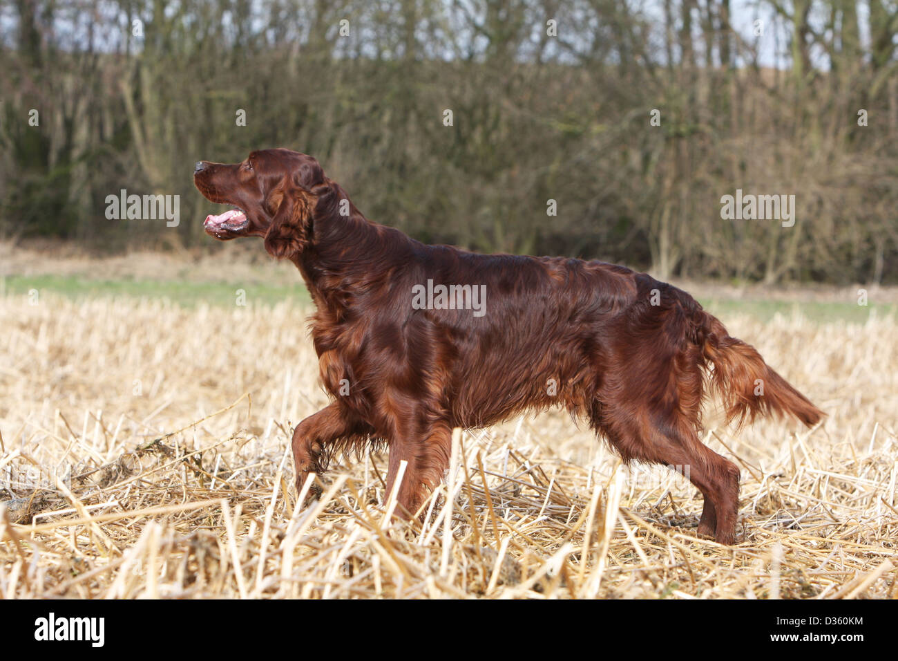 Dog Irish Setter / Red Setter adult standing profile in a field Stock ...