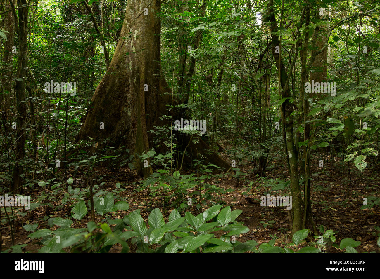 CONGO, 29th Sept 2012: Trees in the Messok Dja National Park Stock ...