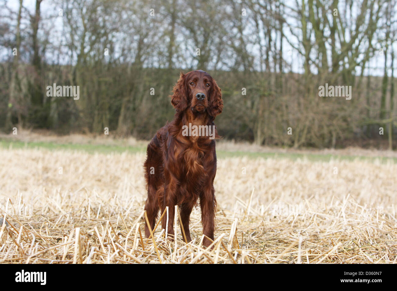 Dog Irish Setter / Red Setter adult standing in a field Stock Photo - Alamy