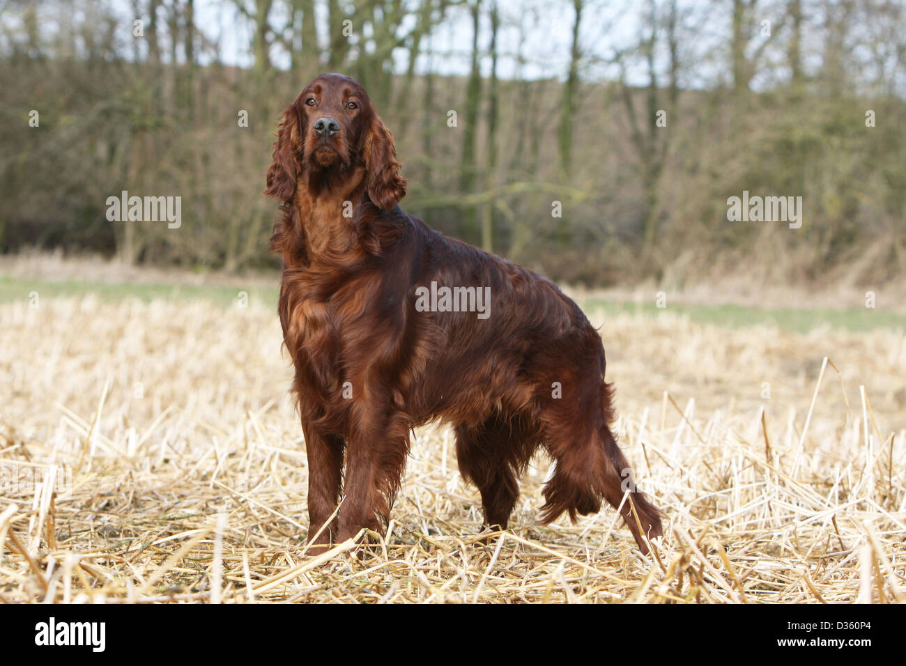 Dog Irish Setter / Red Setter adult standing profile in a field Stock ...
