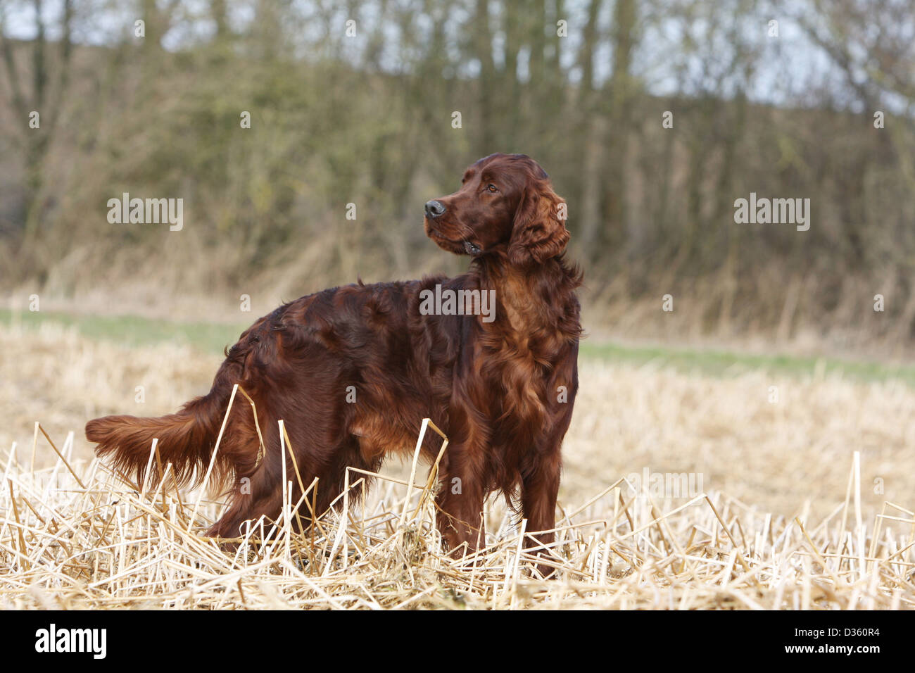 Dog Irish Setter / Red Setter adult standing profile in a field Stock ...