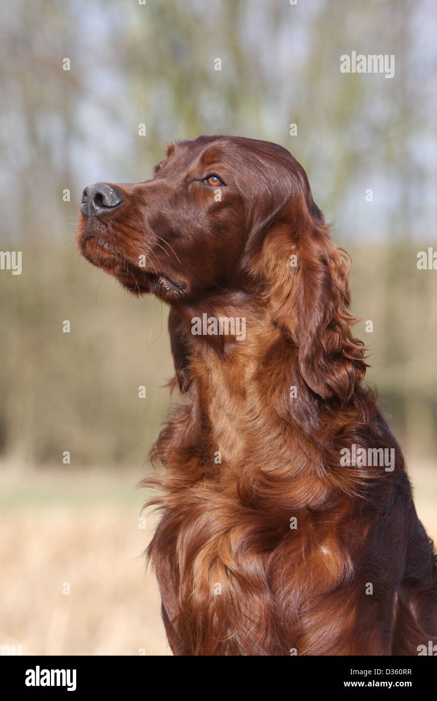 Dog Irish Setter / Red Setter adult portrait profile Stock Photo - Alamy