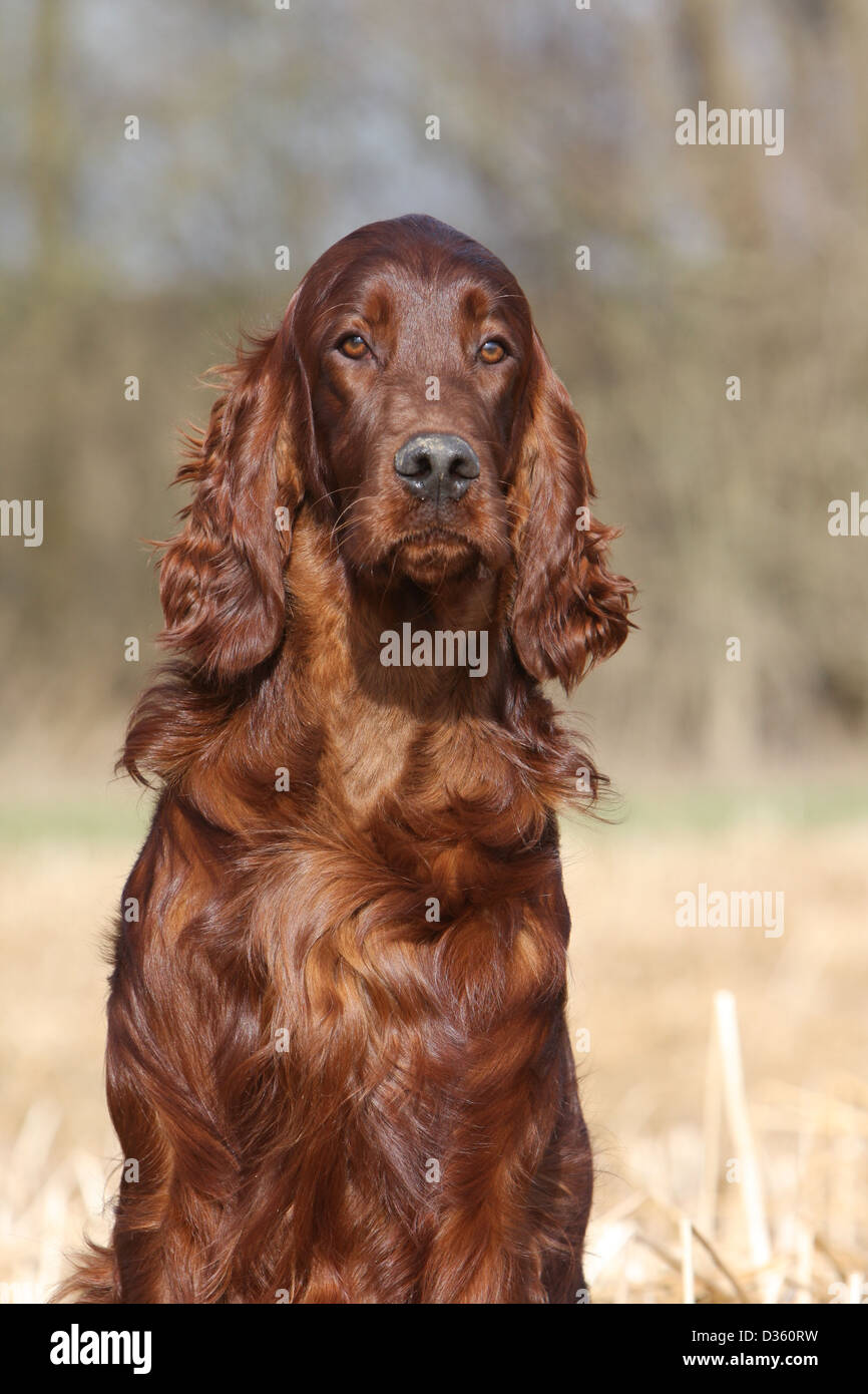 Dog Irish Setter / Red Setter adult portrait Stock Photo - Alamy