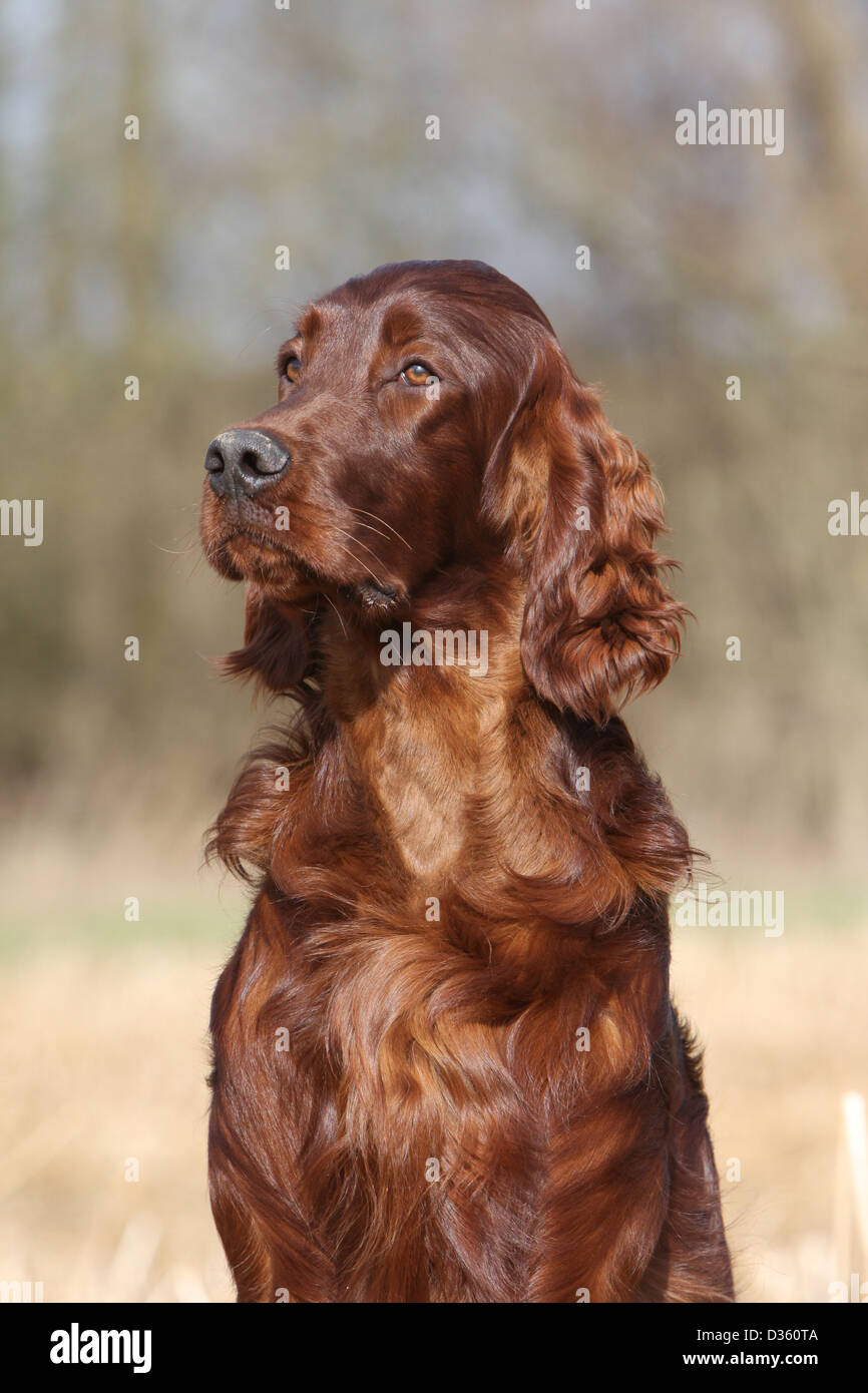 Dog Irish Setter / Red Setter adult portrait Stock Photo - Alamy