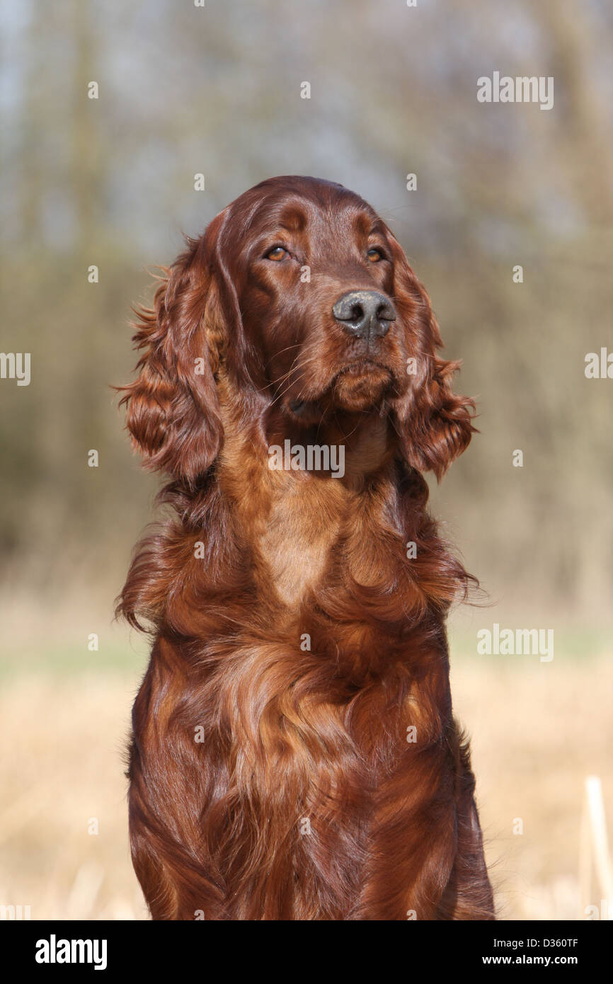 Dog Irish Setter / Red Setter adult portrait Stock Photo - Alamy