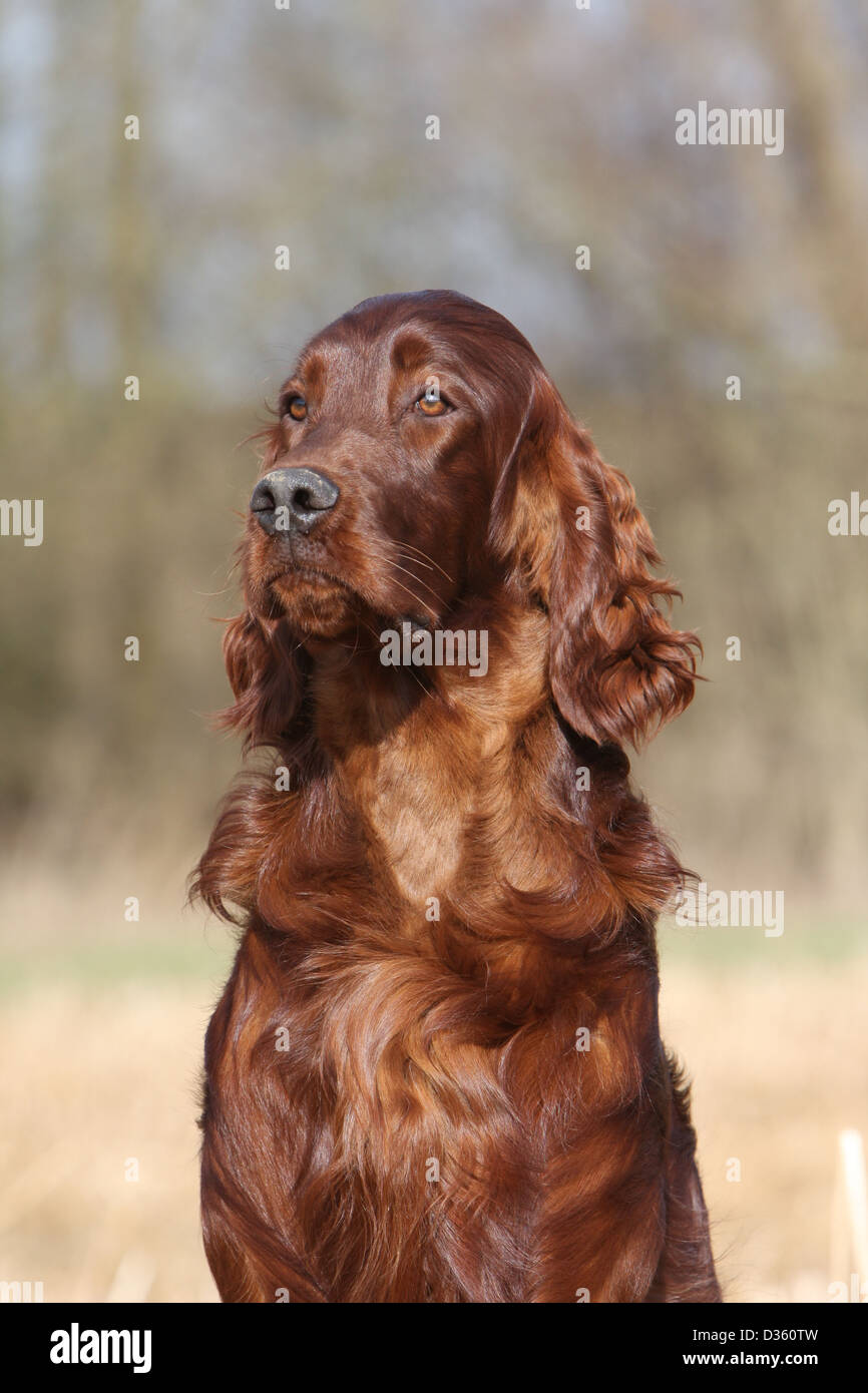 Dog Irish Setter / Red Setter adult portrait Stock Photo - Alamy