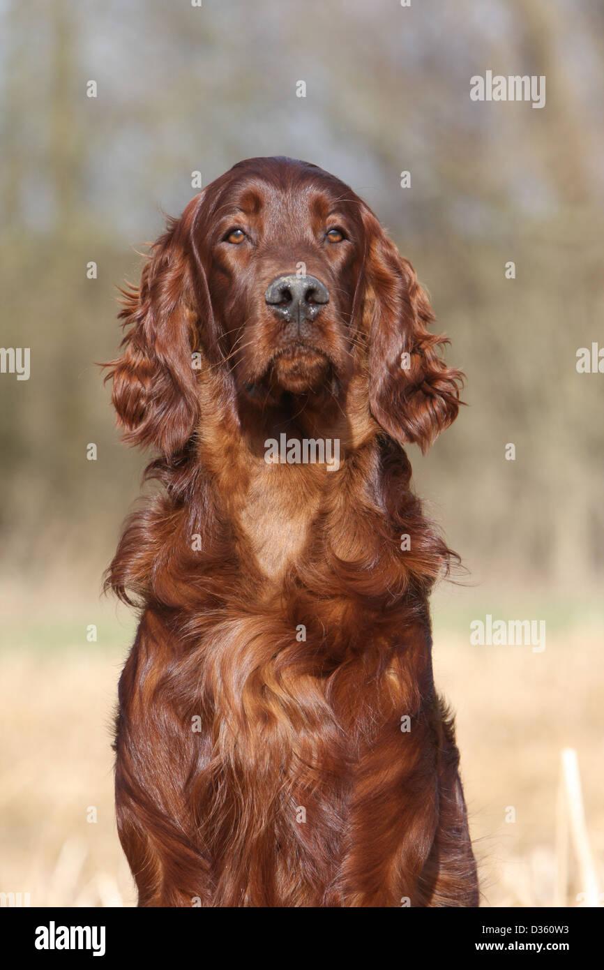 Dog Irish Setter / Red Setter adult portrait Stock Photo - Alamy