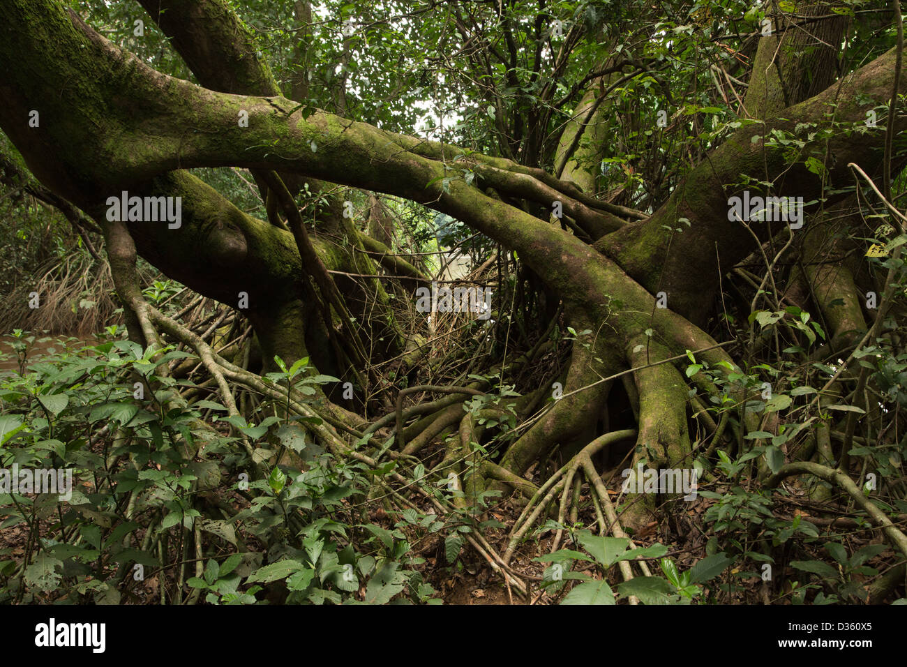 Western congo basin hi-res stock photography and images - Alamy