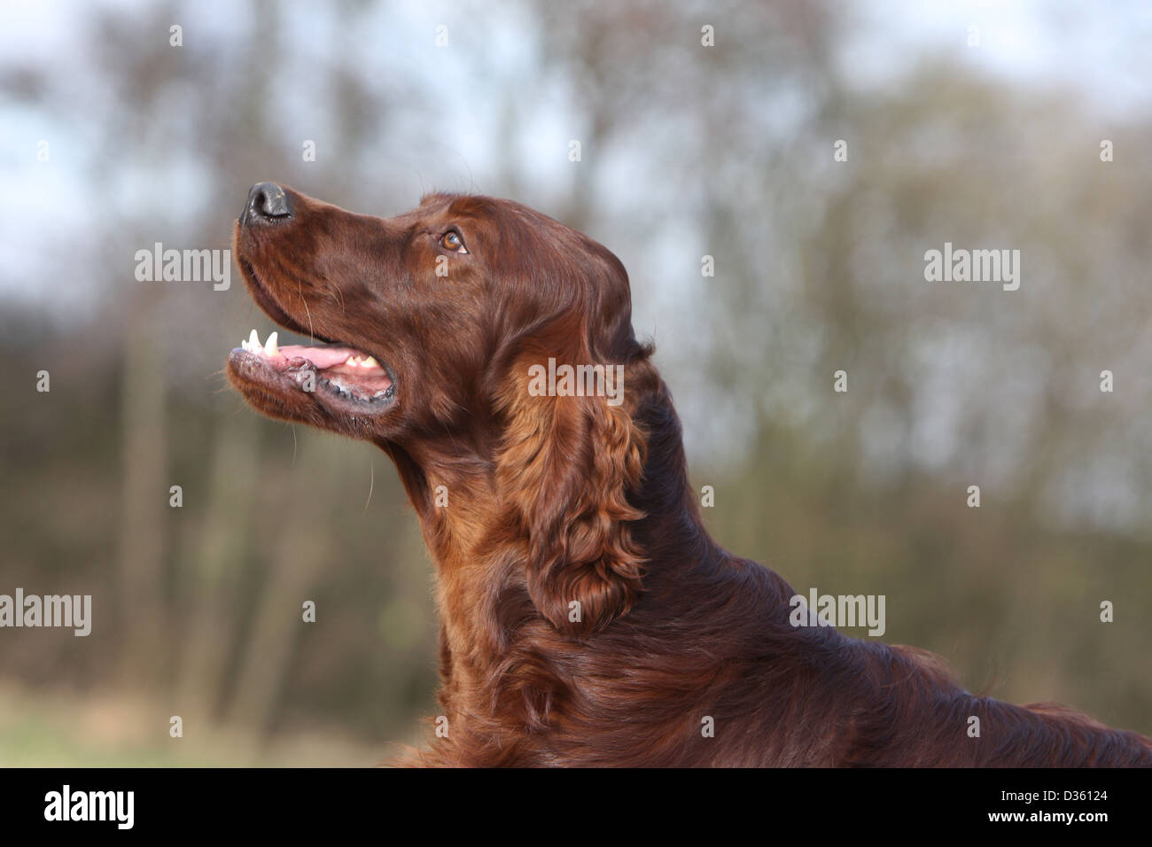 Dog Irish Setter / Red Setter adult portrait profile Stock Photo - Alamy