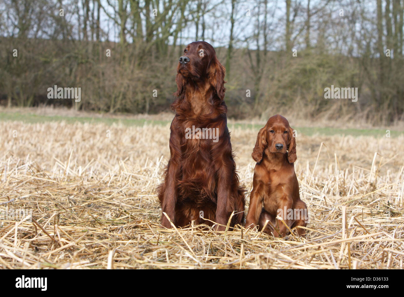Dog Irish Setter / Red Setter adult and puppy sitting in a field Stock ...