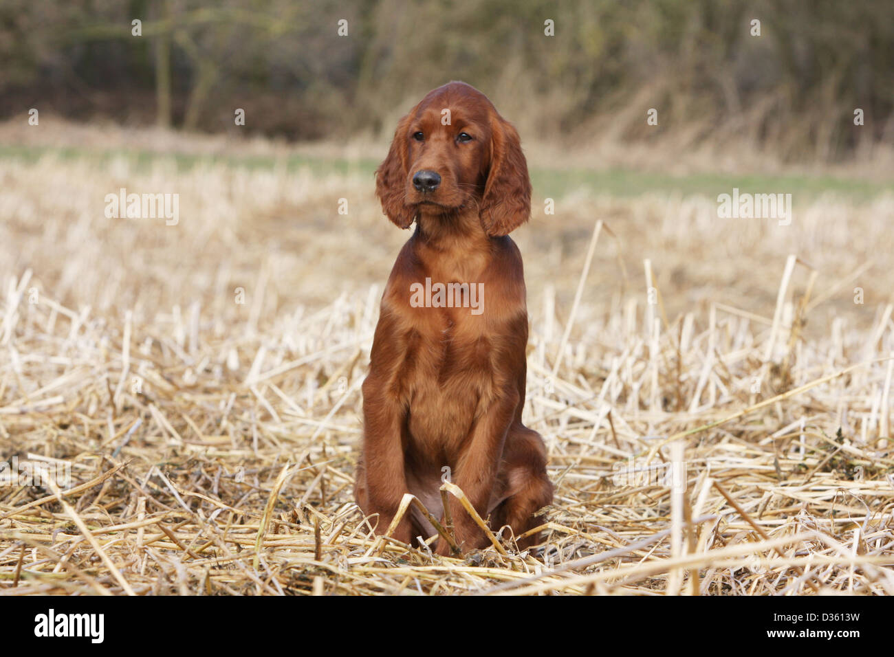 Dog Irish Setter / Red Setter puppy sitting in a field Stock Photo - Alamy