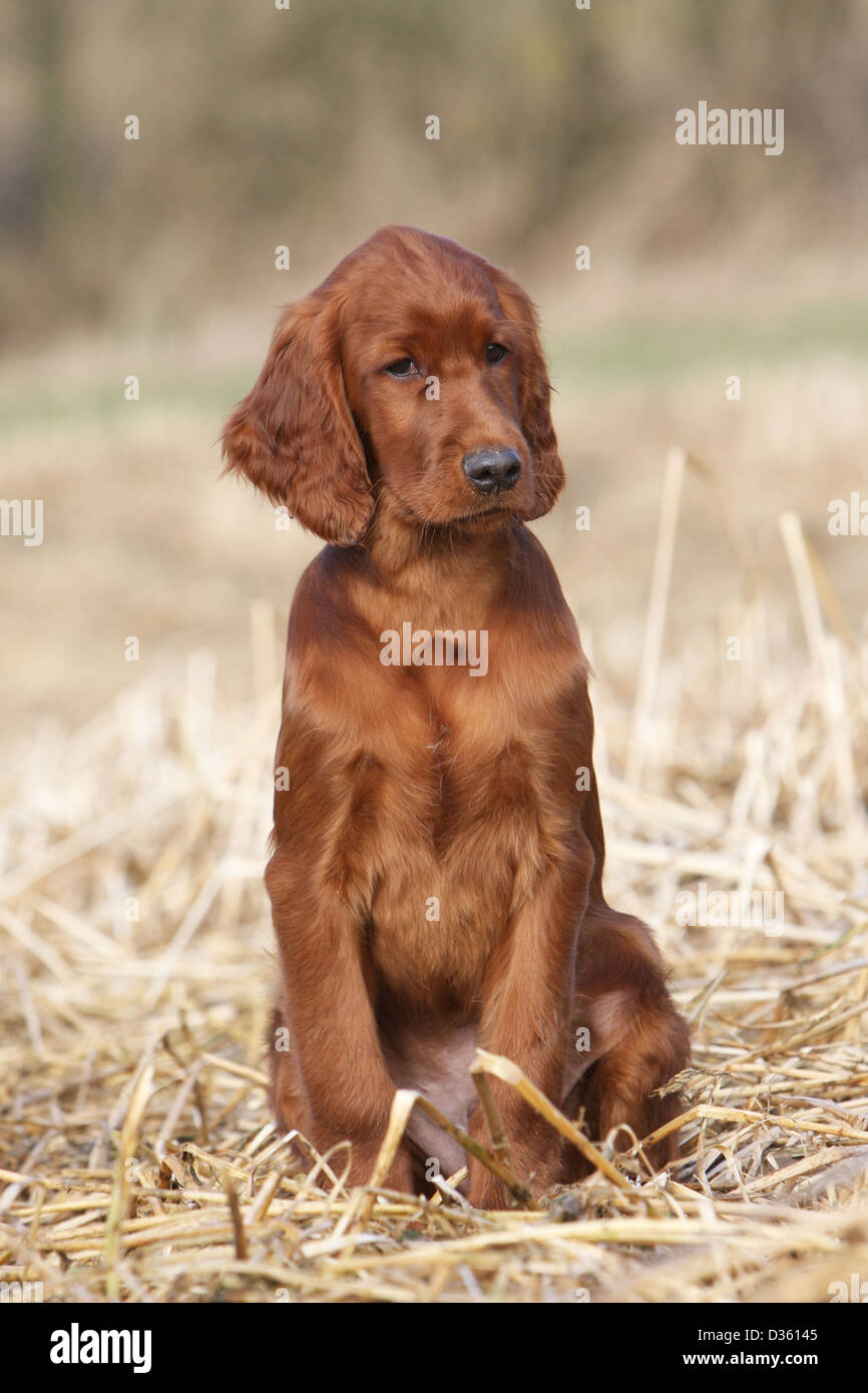Dog Irish Setter / Red Setter puppy sitting in a field Stock Photo - Alamy