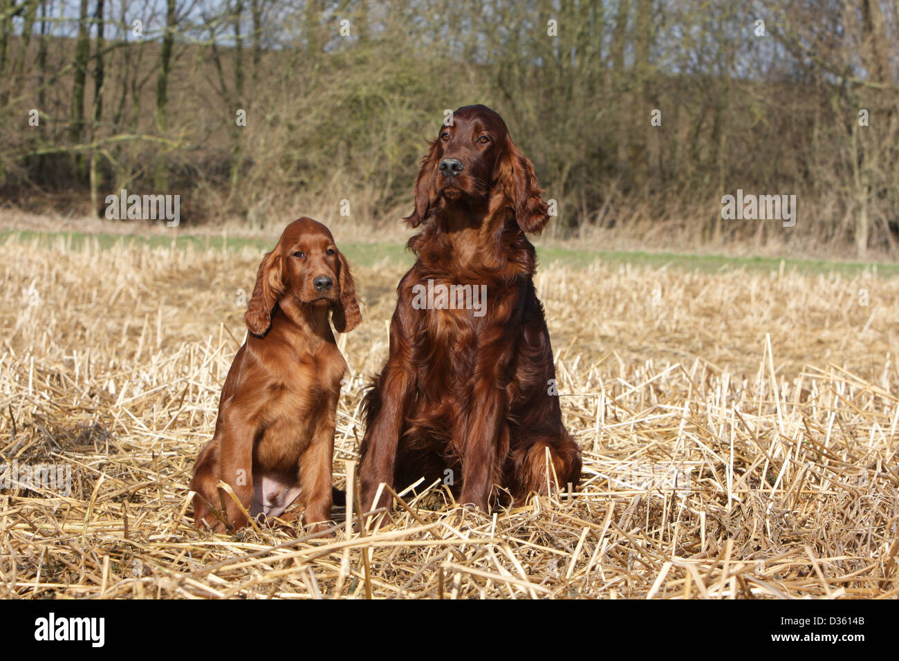 Dog Irish Setter / Red Setter adult and puppy sitting in a field Stock ...