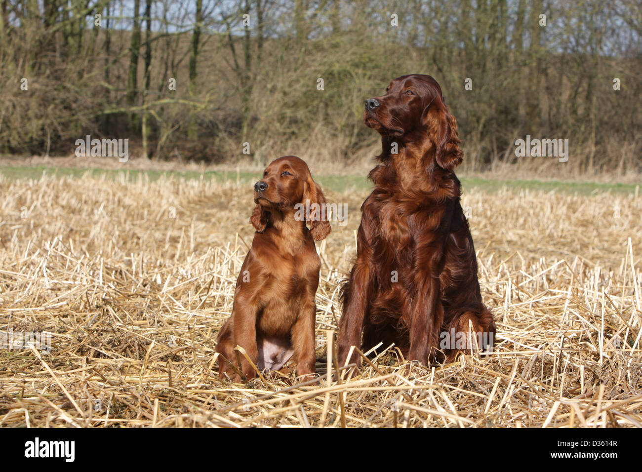 Dog Irish Setter / Red Setter adult and puppy sitting in a field Stock ...