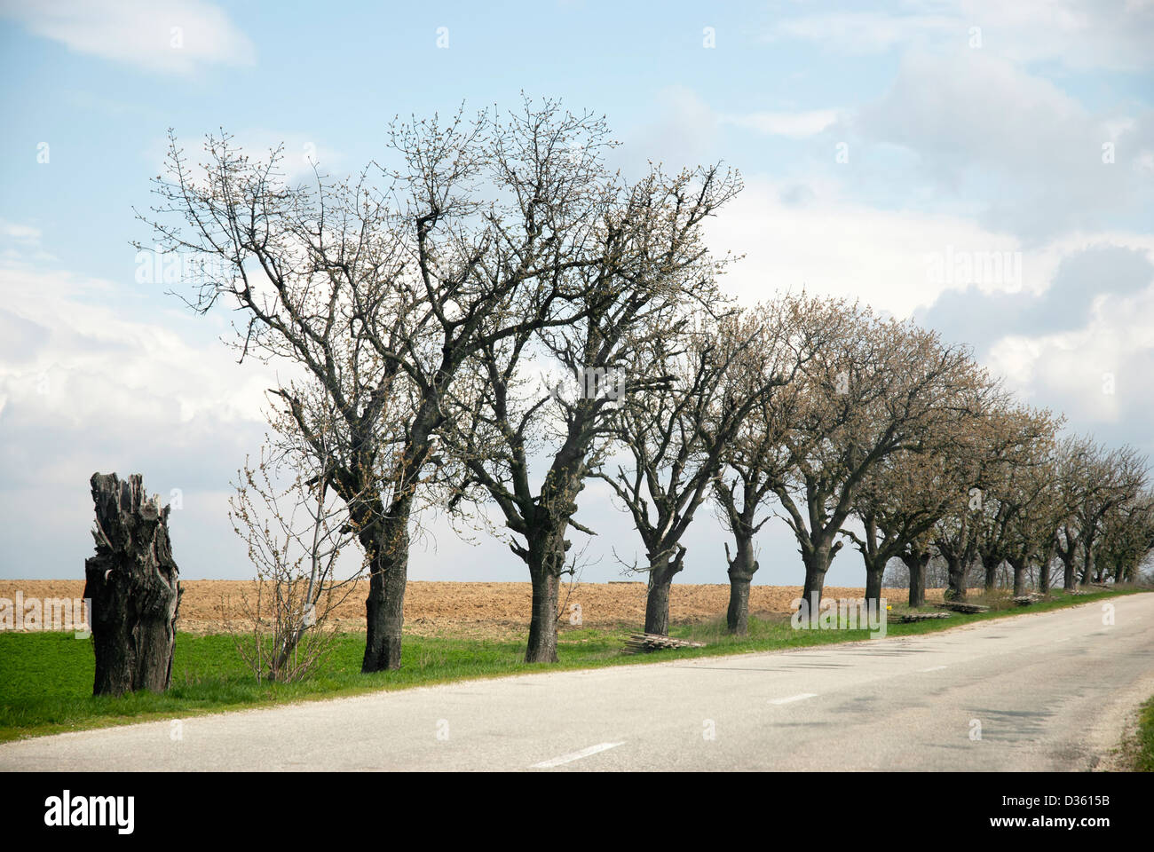 Tree lines and asphalt road Stock Photo - Alamy
