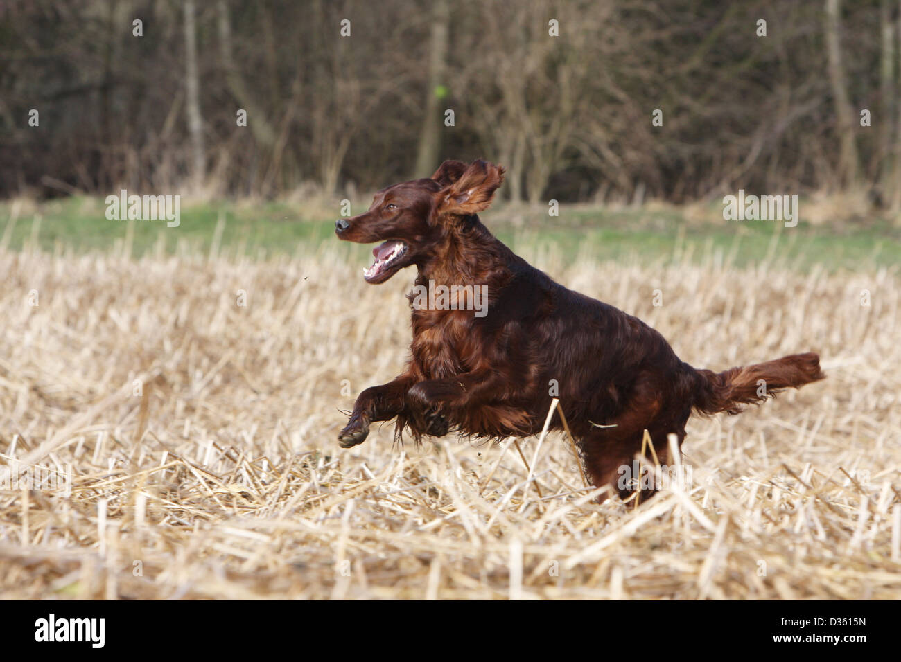 Dog Irish Setter / Red Setter adult running in a field Stock Photo - Alamy