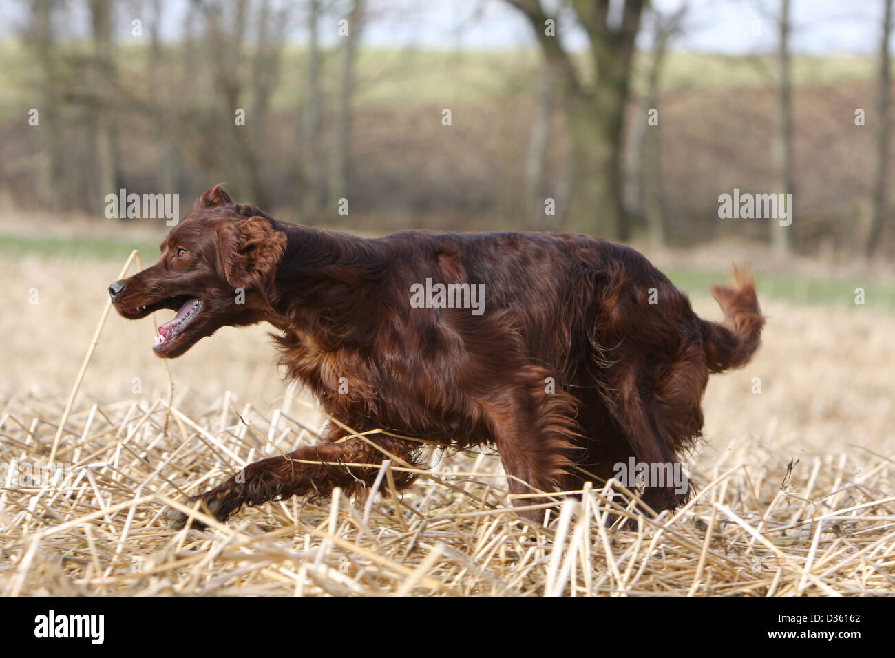 Dog Irish Setter / Red Setter adult running in a field Stock Photo - Alamy