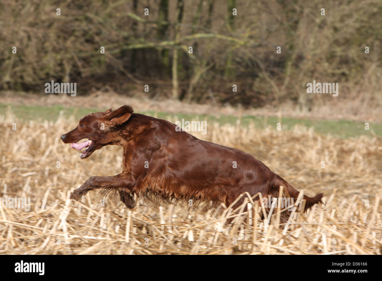 Running red setter hi-res stock photography and images - Alamy