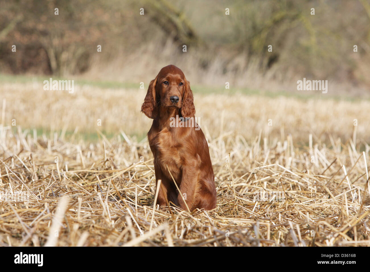 Dog Irish Setter / Red Setter puppy sitting in a field Stock Photo - Alamy