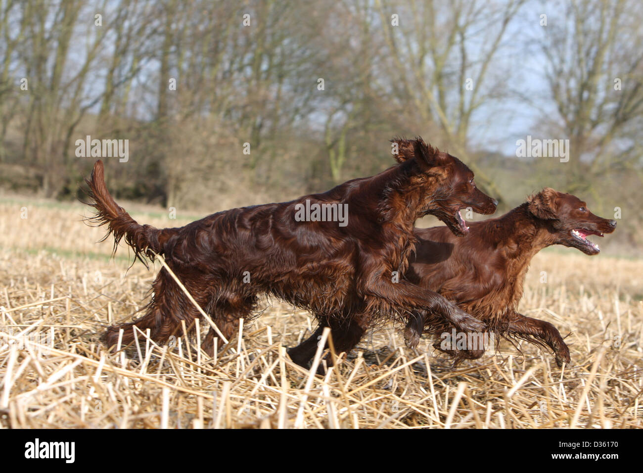 Dog Irish Setter / Red Setter two adults running in a field Stock Photo ...