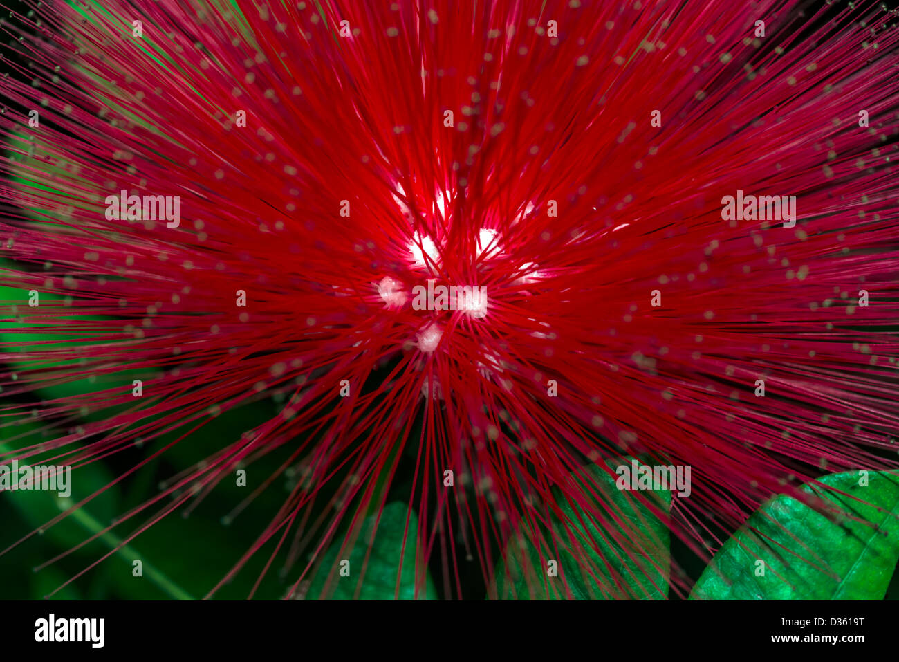 Bottle brush,Callistemon tree is South Florida in winter Stock Photo ...