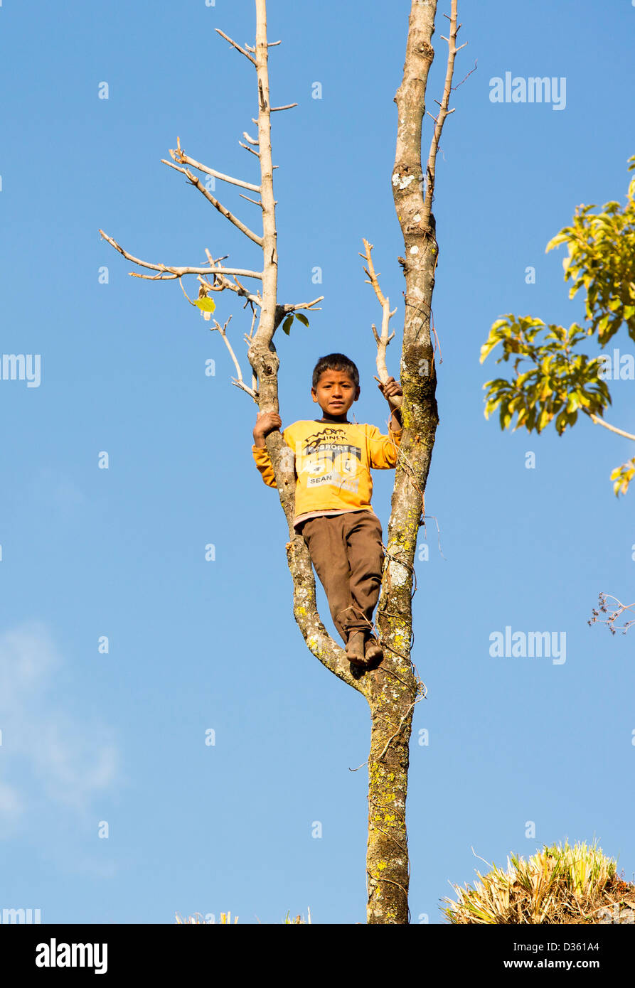 A young Nepalese boy tree climbing in the Himalayas, Nepal Stock Photo ...