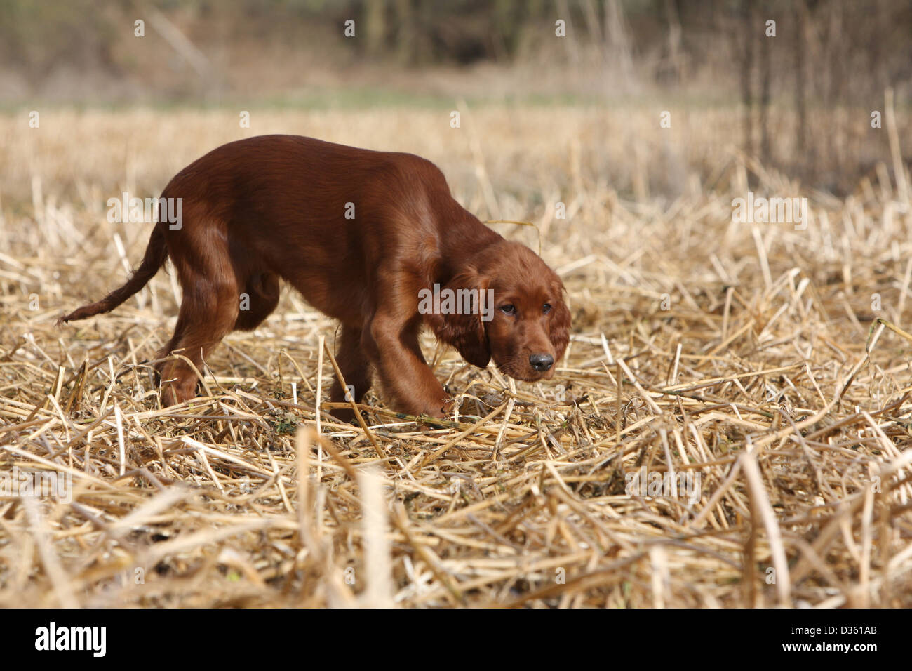 Dog Irish Setter / Red Setter puppy walking in a field Stock Photo - Alamy