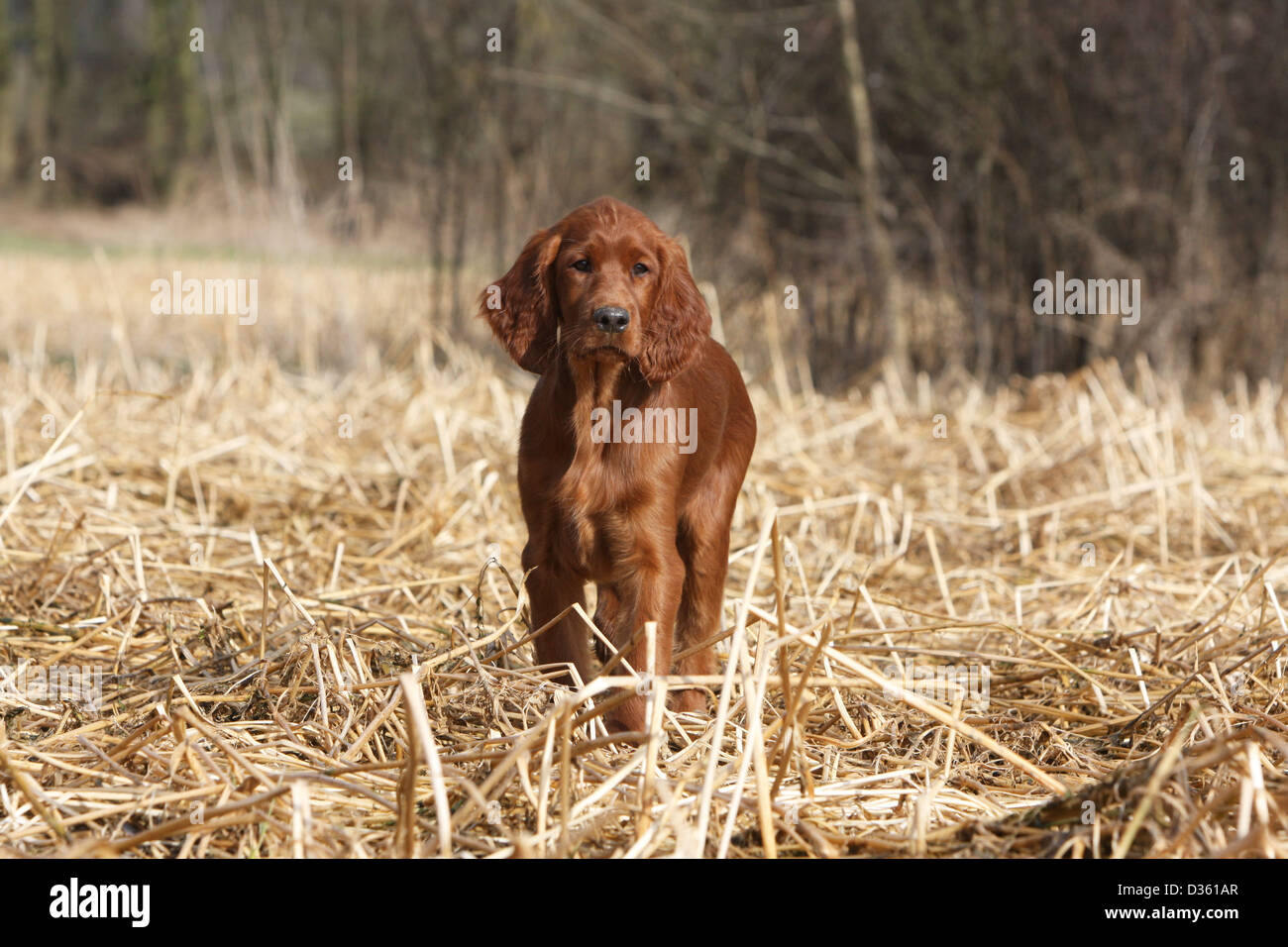 Dog Irish Setter / Red Setter puppy standing in a field Stock Photo - Alamy