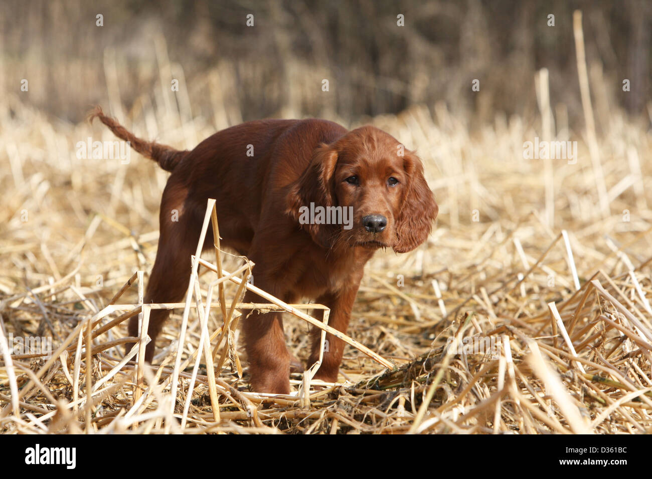 Dog Irish Setter / Red Setter puppy standing in a field Stock Photo - Alamy