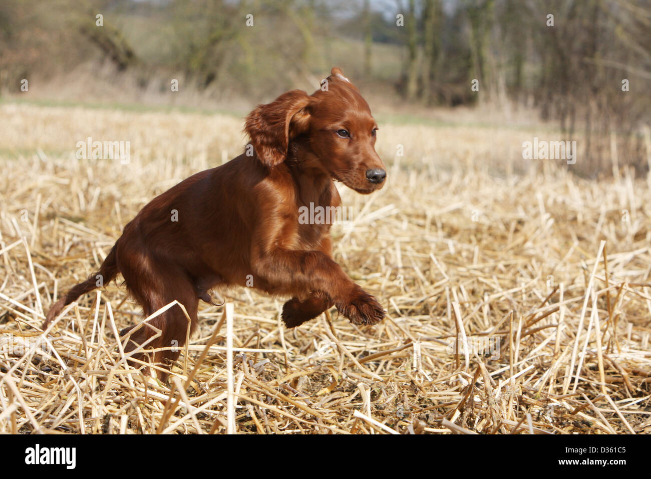 Dog Irish Setter / Red Setter puppy running in a field Stock Photo - Alamy