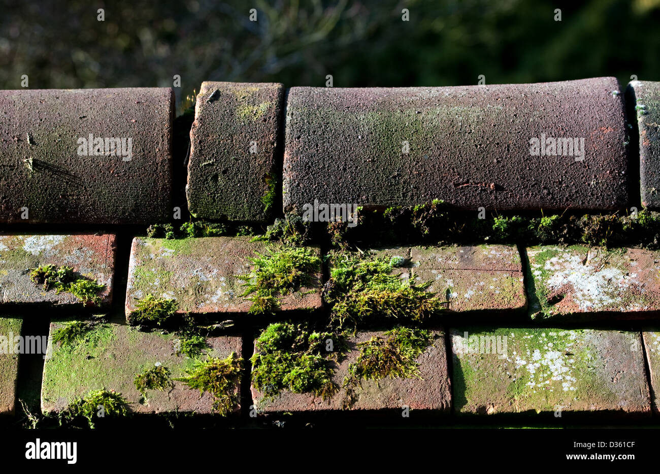 Growing on roof tiles hi-res stock photography and images - Alamy