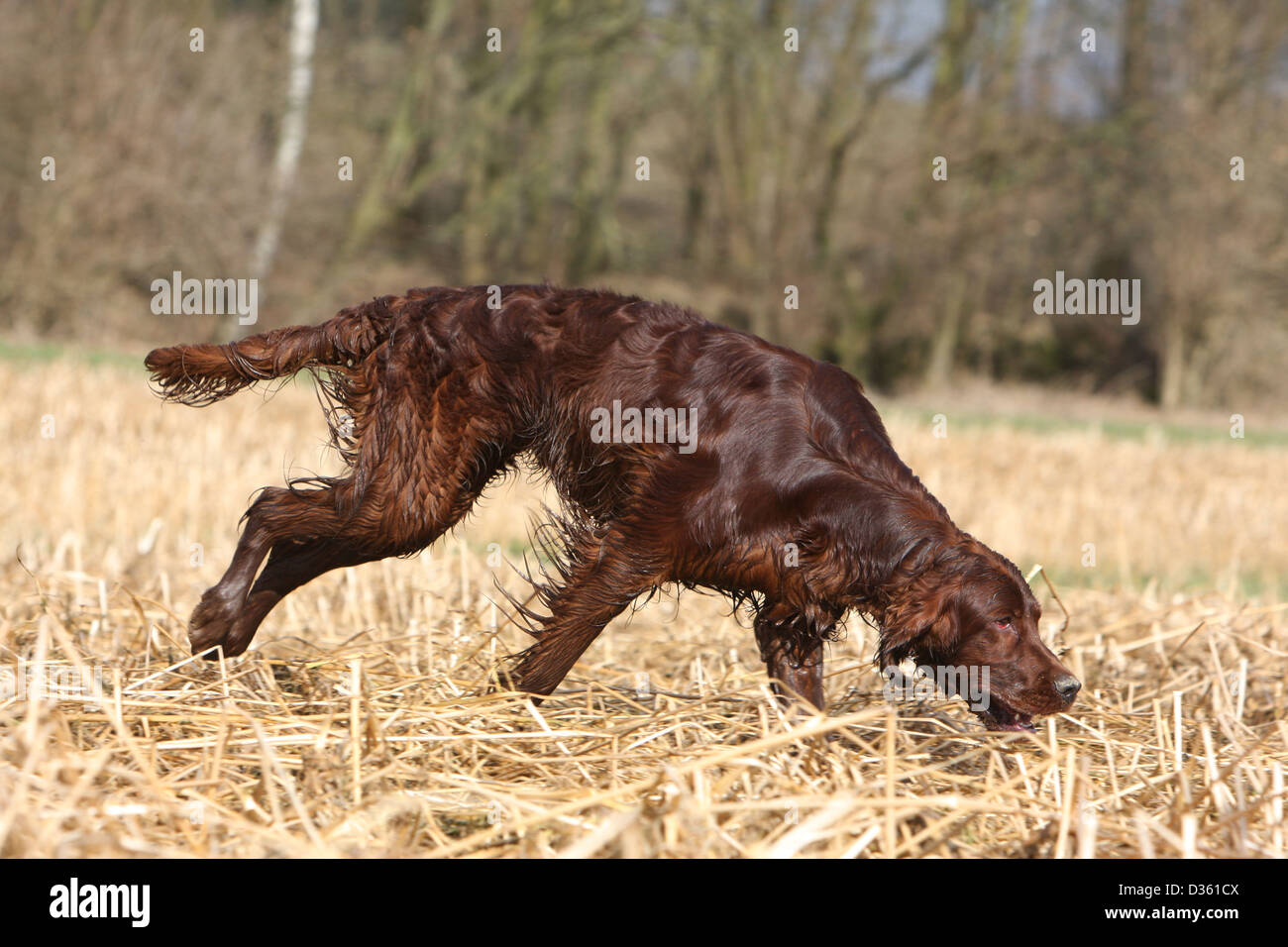 Red setter nose hi-res stock photography and images - Alamy