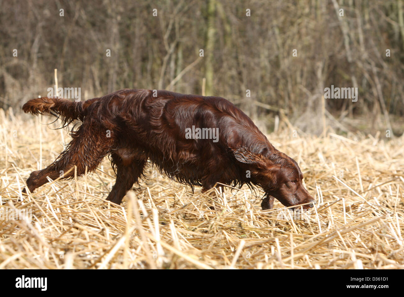 Dog pointing nose hi-res stock photography and images - Alamy