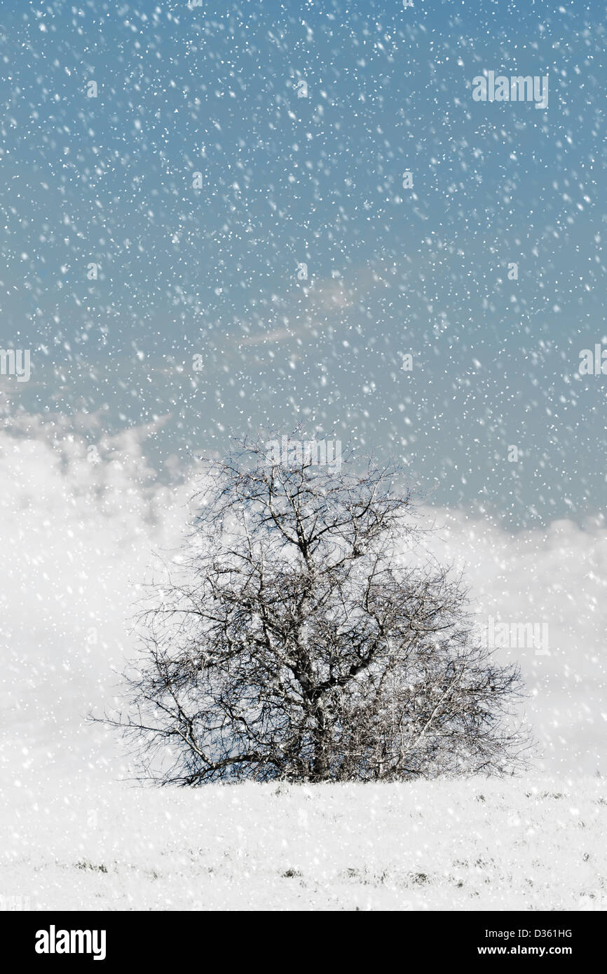 Nice winter landscape with trees snow hi-res stock photography and ...