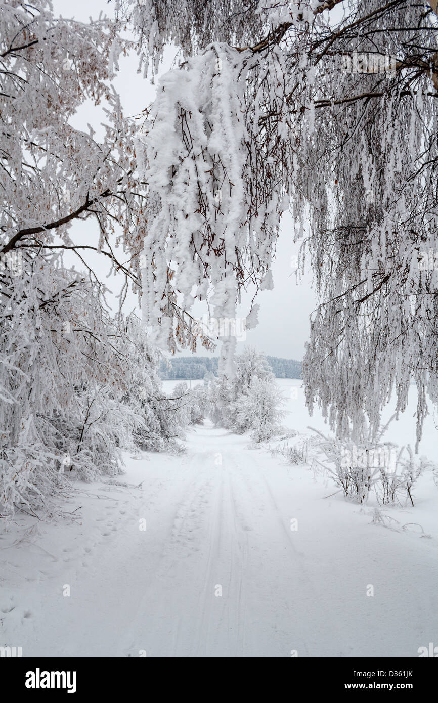 Nice winter landscape with trees snow, sun and rural road Stock Photo ...