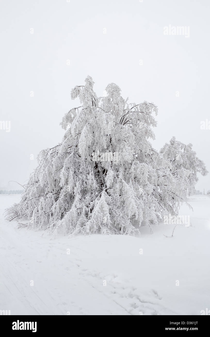 Tree are nice hi-res stock photography and images - Alamy
