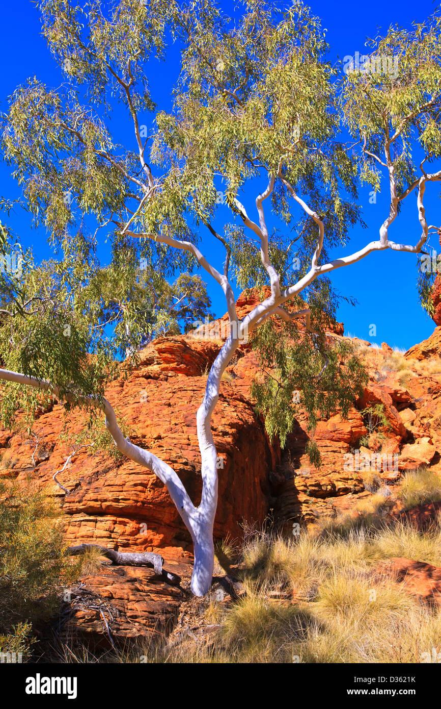 Ghost Gum Stock Photos & Ghost Gum Stock Images - Alamy