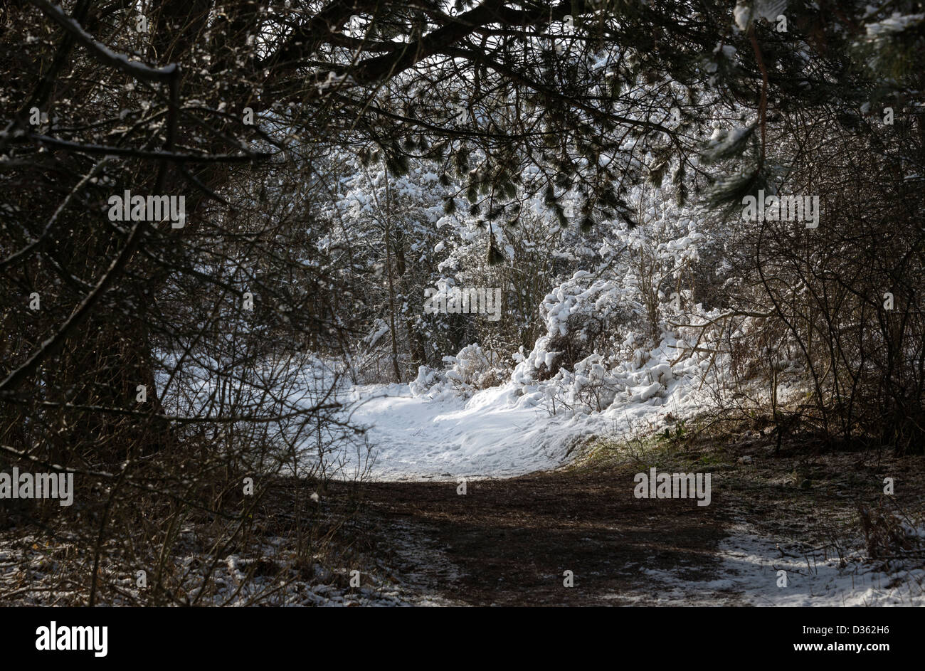winter and snow in forest Netherlands Stock Photo - Alamy
