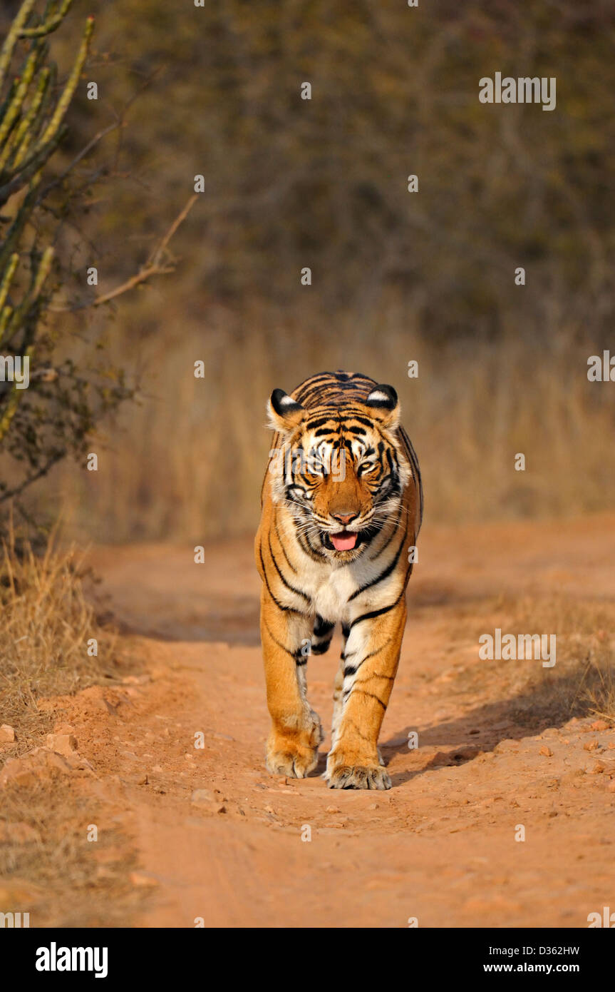 Tiger moving on the forest tracks of Ranthambore tiger reserve Stock ...
