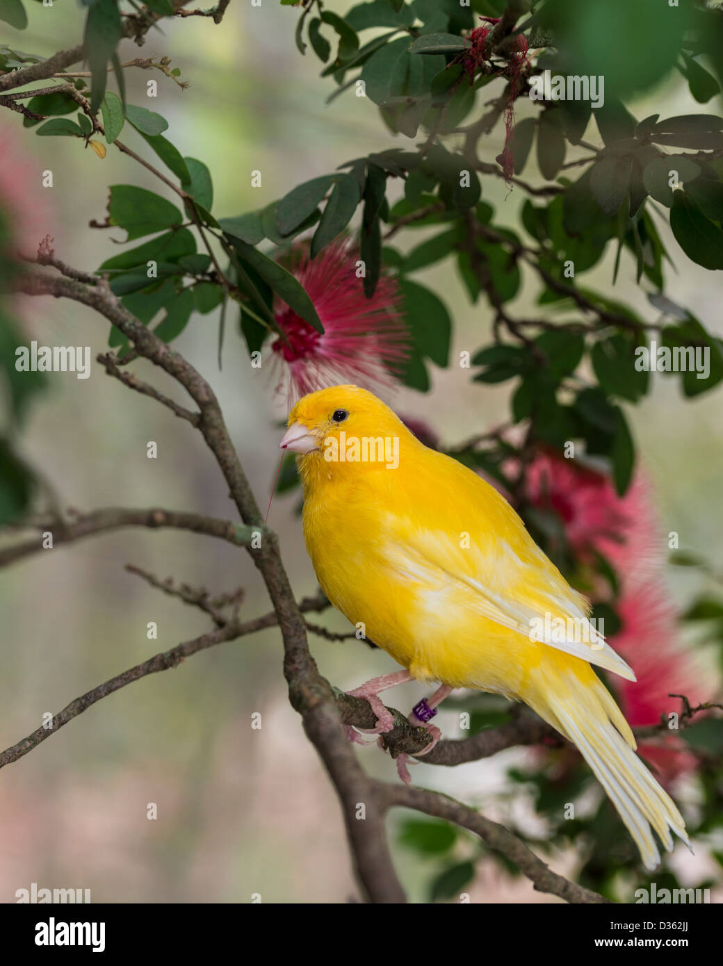 canary, (Serinus canaria domestica) in bottle brush tree in South ...