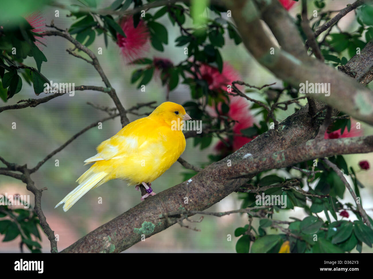 canary, (Serinus canaria domestica) in bottle brush tree in South ...