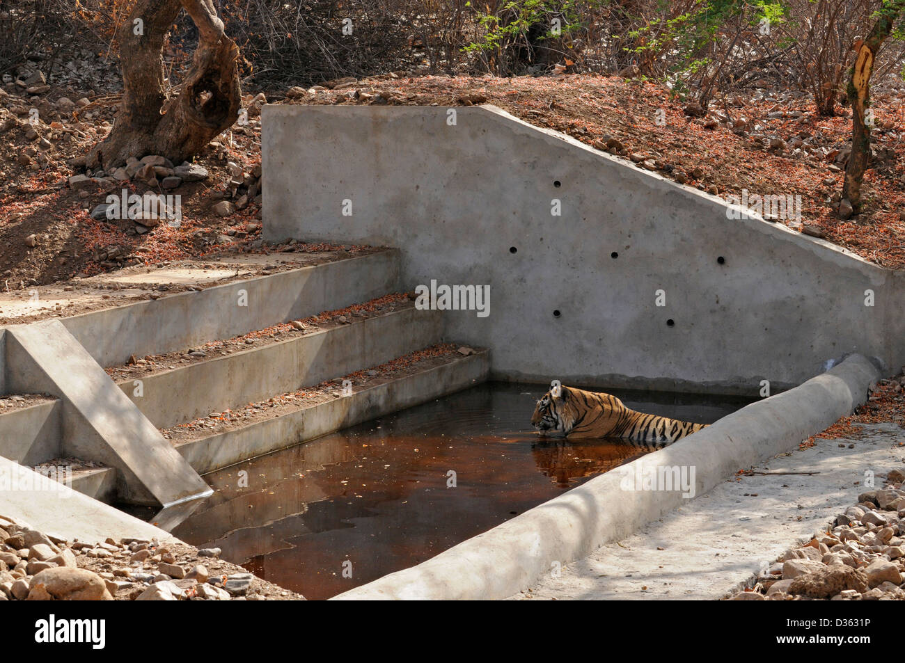 Tiger in a cemented water hole in Ranthambhore Stock Photo - Alamy
