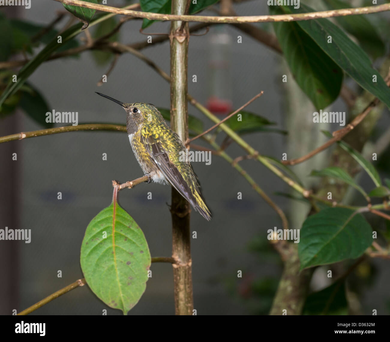 Ruby-Throated Hummingbird (Archilochus colubris) perched in South ...