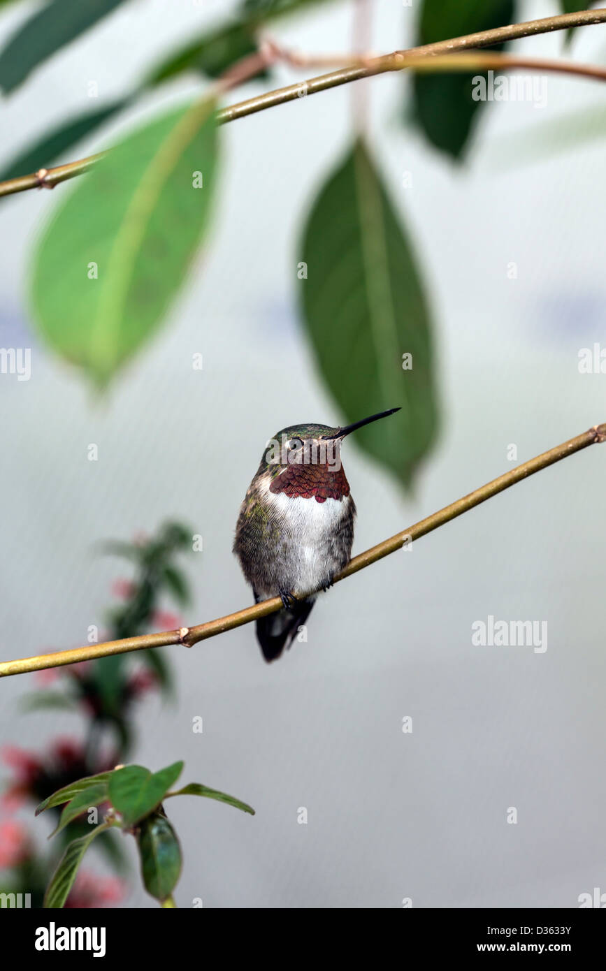 Ruby-Throated Hummingbird (Archilochus colubris) perched in South ...