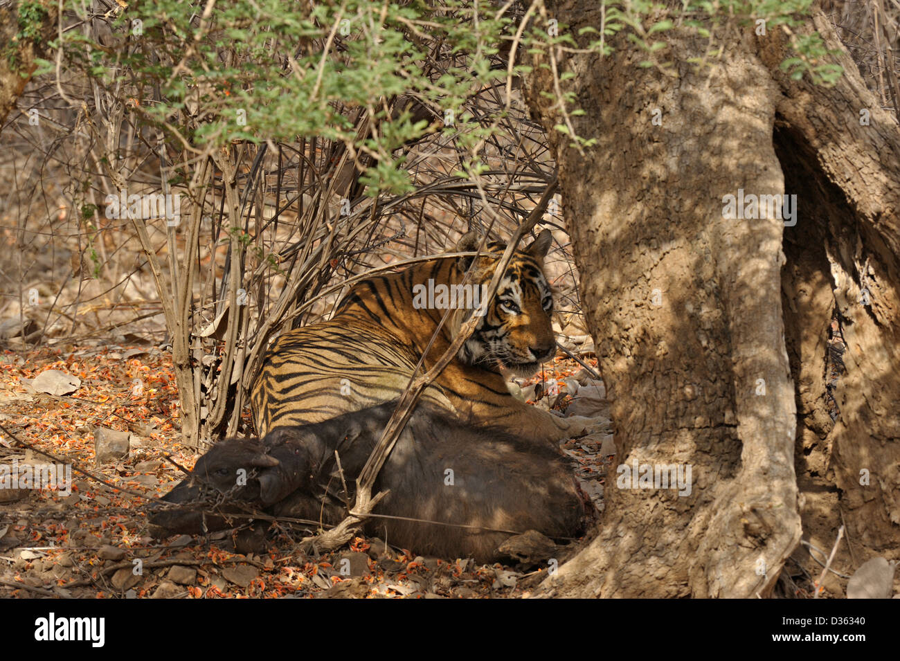 Animal kill man hi-res stock photography and images - Alamy