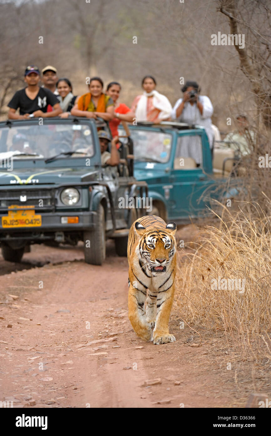 Viewing tigers hi-res stock photography and images - Alamy